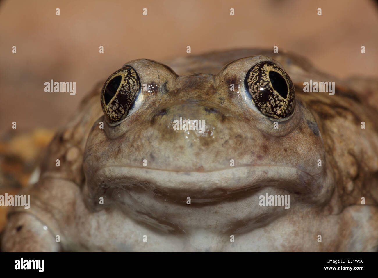 Adult amphibia amphibian amphibious animal hi-res stock photography and ...