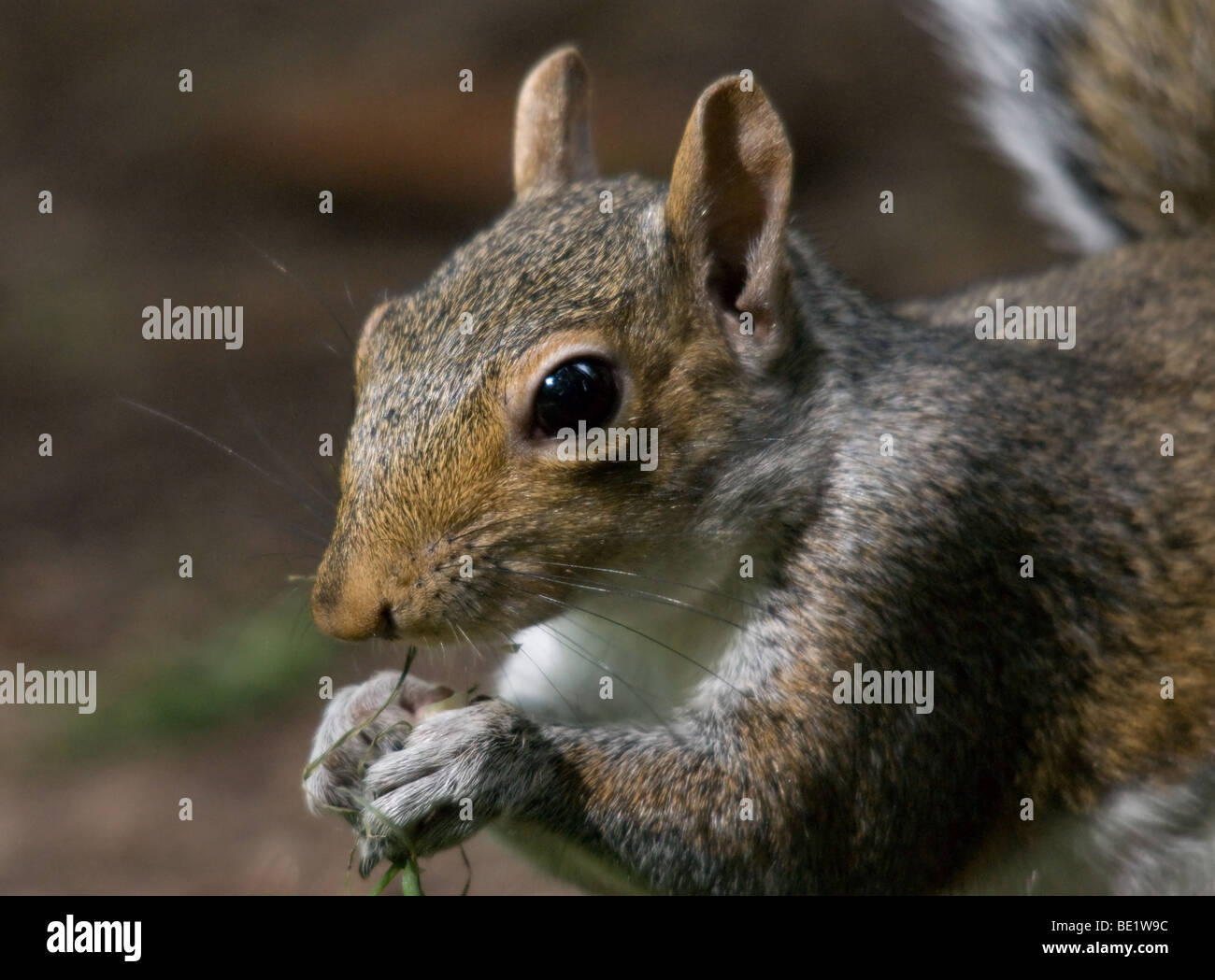 Hibernating squirrel hi-res stock photography and images - Alamy