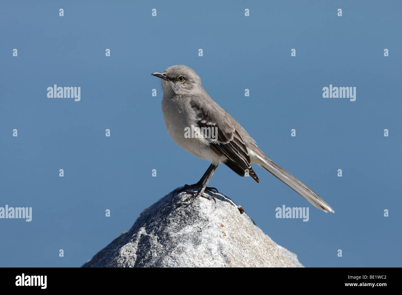 Northern mockingbird new york hi-res stock photography and images - Alamy