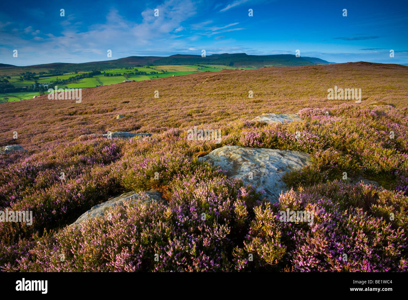 England, Northumberland, Rothbury. Flowering heather on open moorland ...