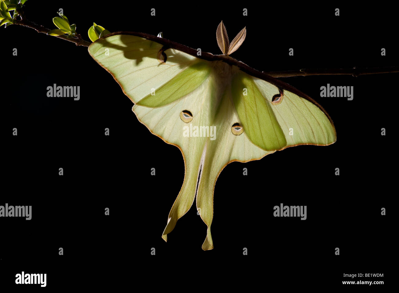 American Moon Moth