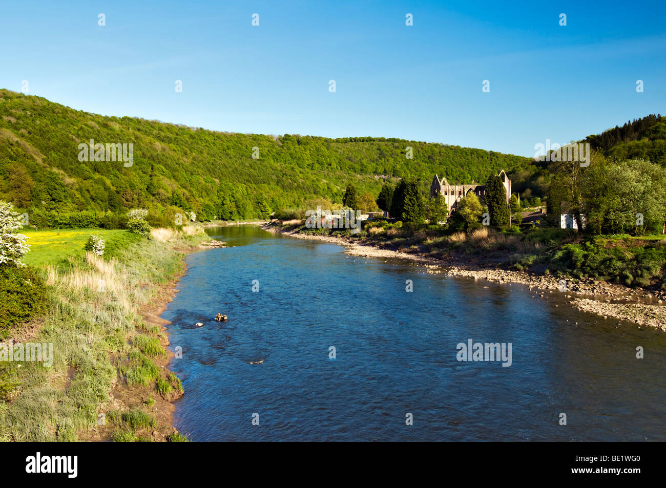 River Wye, in the Wye valley in Monmouthshire with Tintern Abbey in the ...
