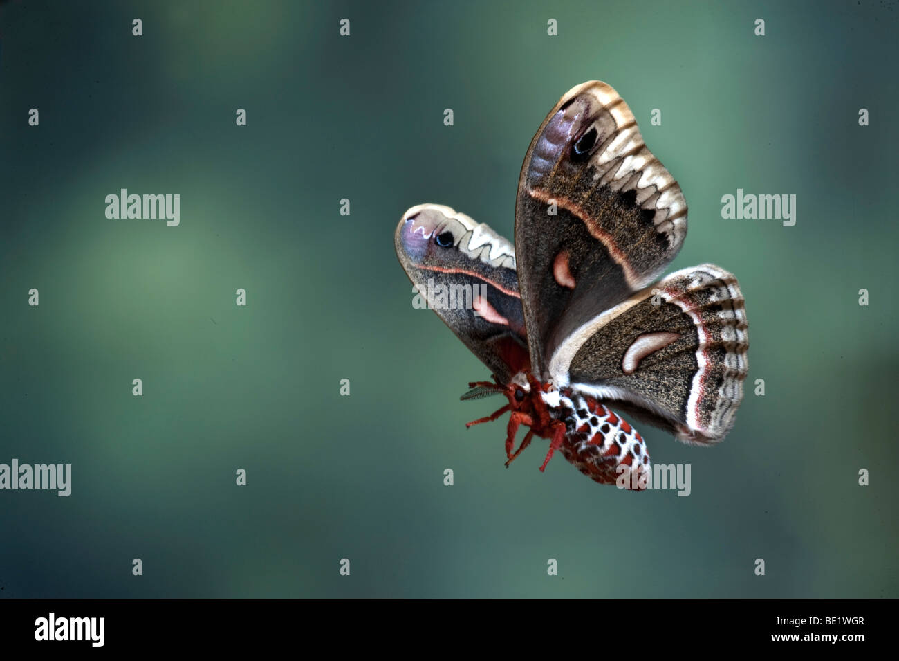 Robin Moth Hyalophora cecropia USA America's largest silkmoth ...