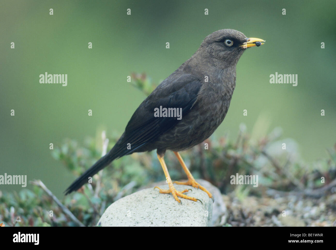 Nigrescens hi-res stock photography and images - Alamy