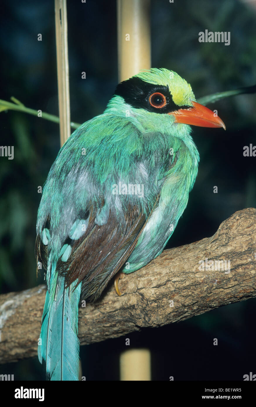 Cissa chinensis hi-res stock photography and images - Alamy