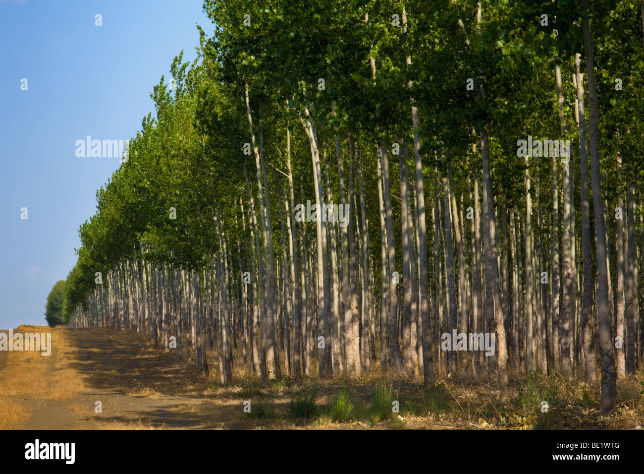 Tree farm in Columbia River Basin region of Oregon Stock Photo - Alamy