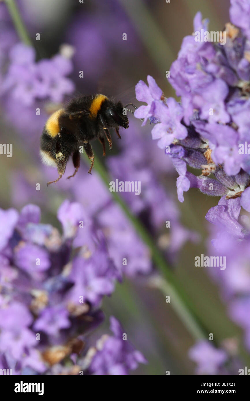 A bee landing on Lavender Stock Photo - Alamy