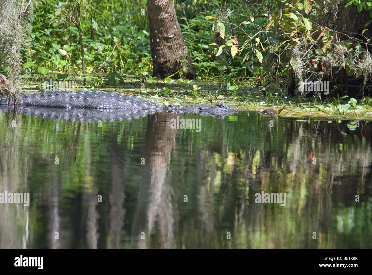 Big alligators hi-res stock photography and images - Alamy
