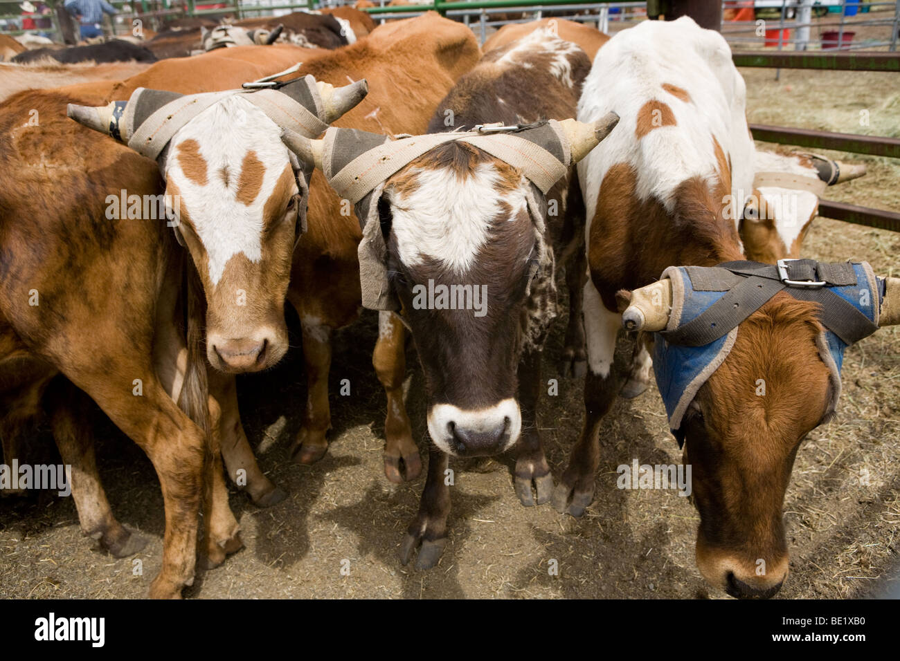 Calf roping hi-res stock photography and images - Alamy