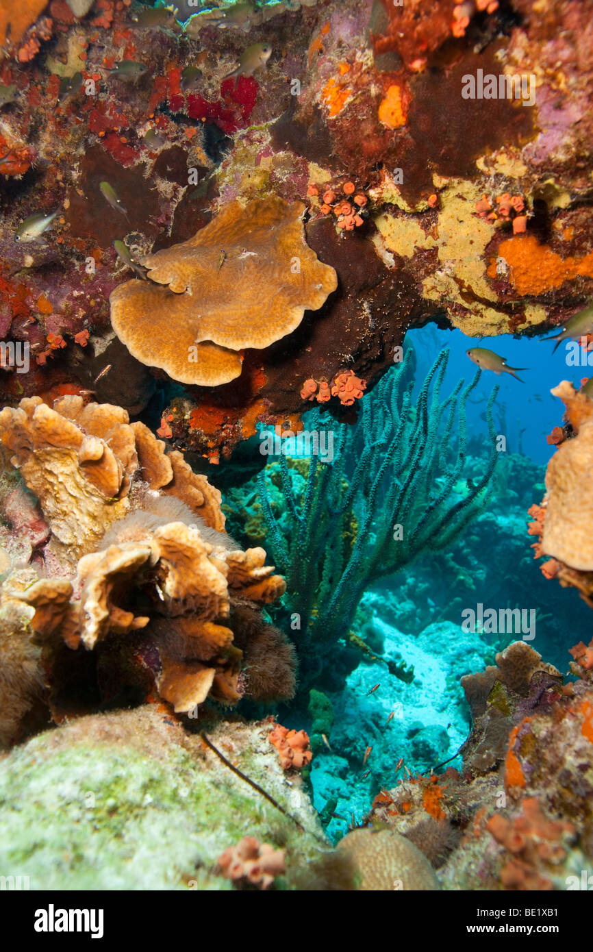 Diving through water hi-res stock photography and images - Alamy