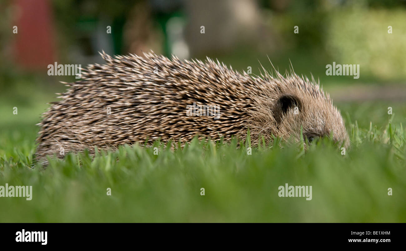 Eye level view hi-res stock photography and images - Alamy