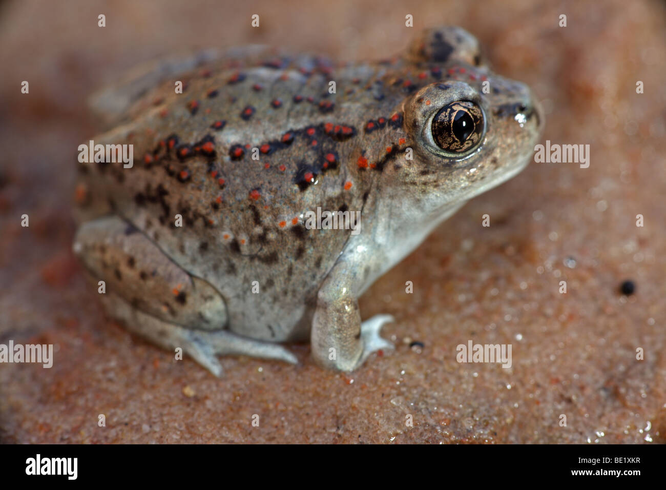 Scaphiopus intermontanus hi-res stock photography and images - Alamy