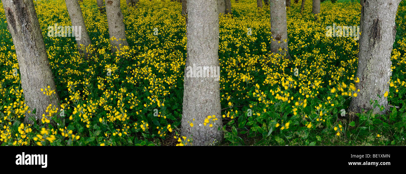 Panorama of Blanket of yellow flowering Hawkweed invasive wildflowers ...