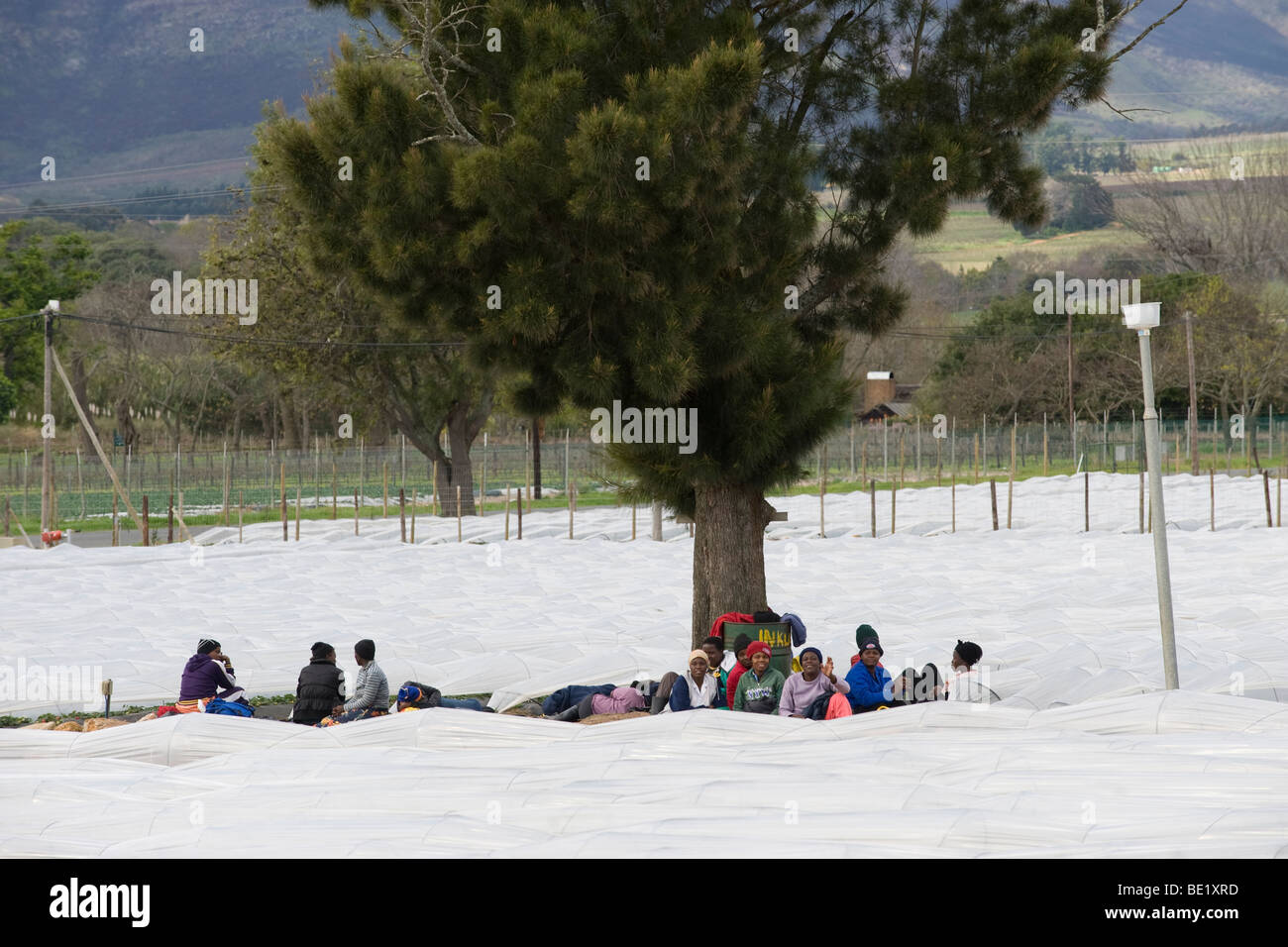 South africa farm workers hi-res stock photography and images - Alamy