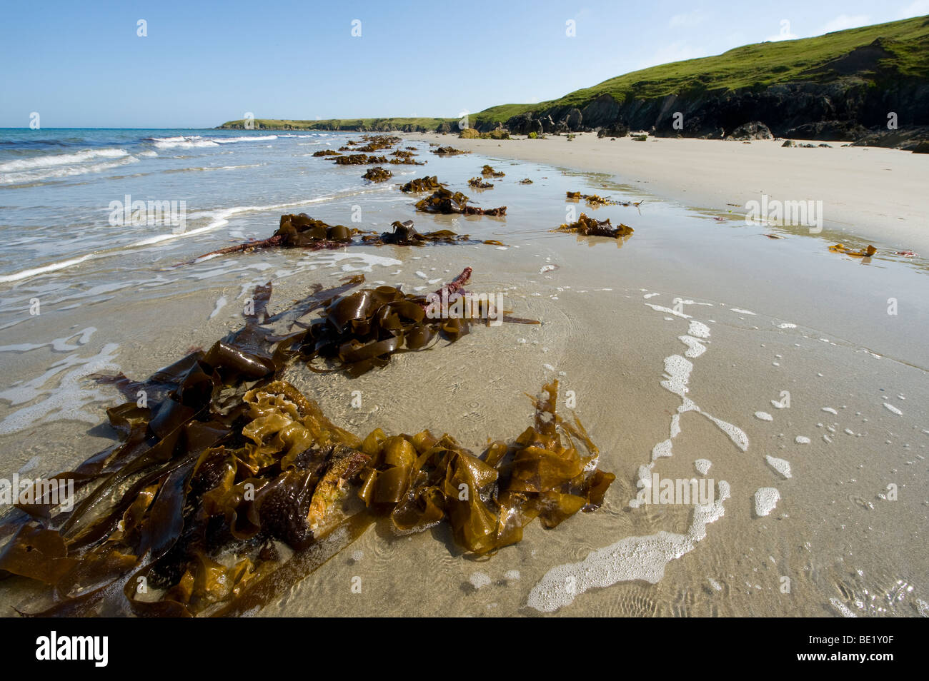 Wide expanse of empty beach covered in seaweed on the Penrhyn Llyn ...