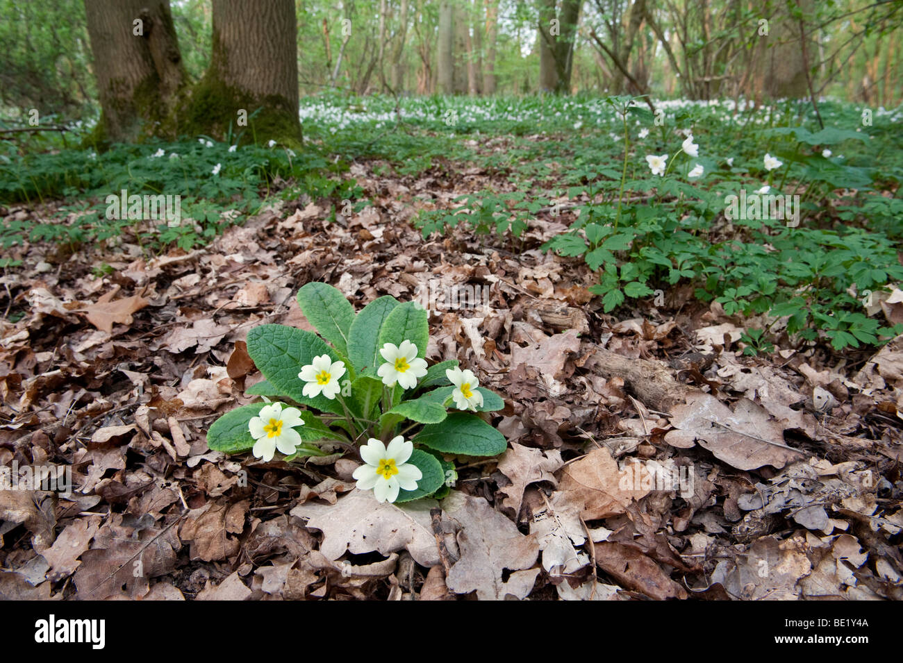 Primrose flowers uk hi-res stock photography and images - Alamy