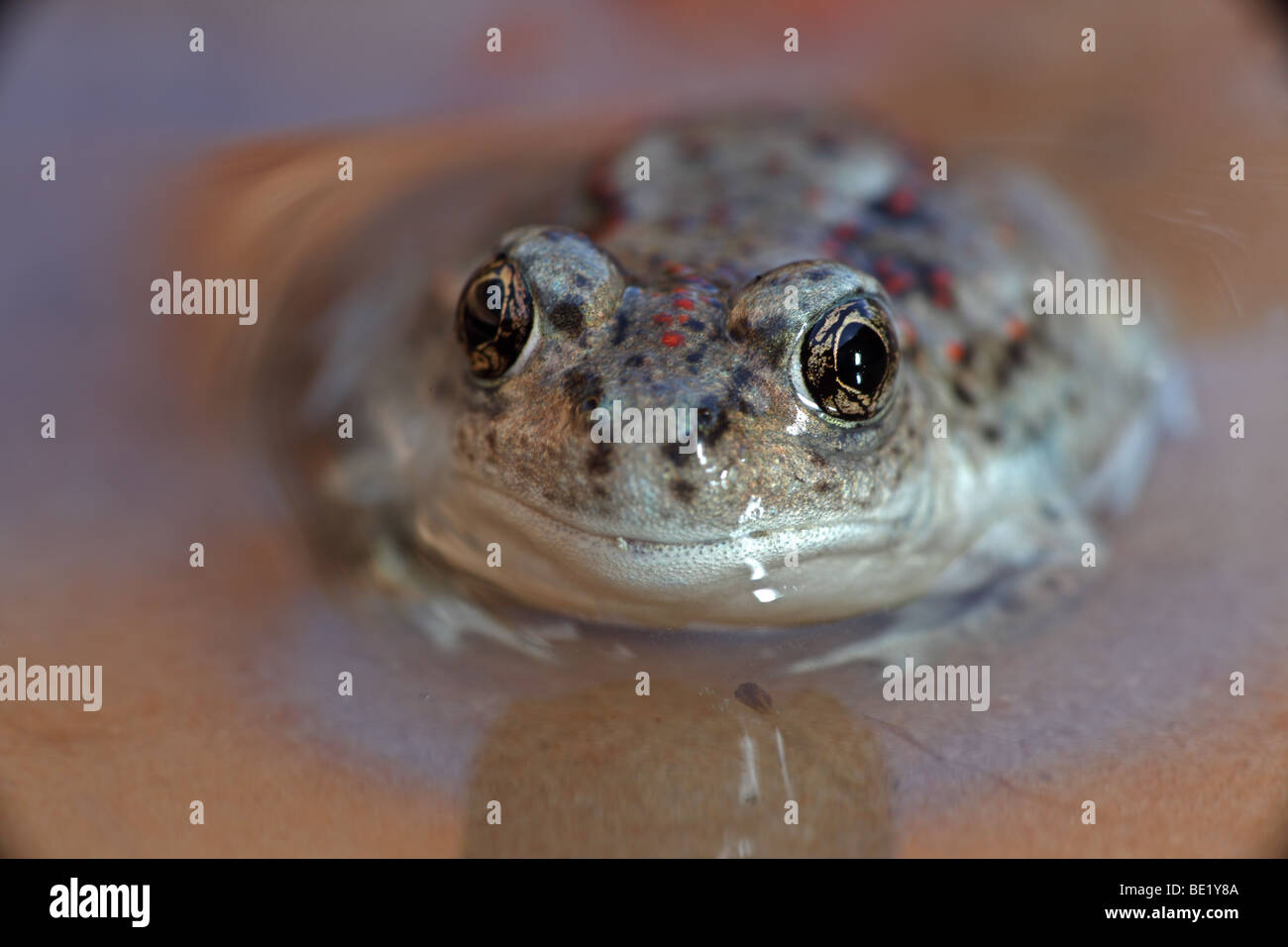 Scaphiopus intermontanus hi-res stock photography and images - Alamy