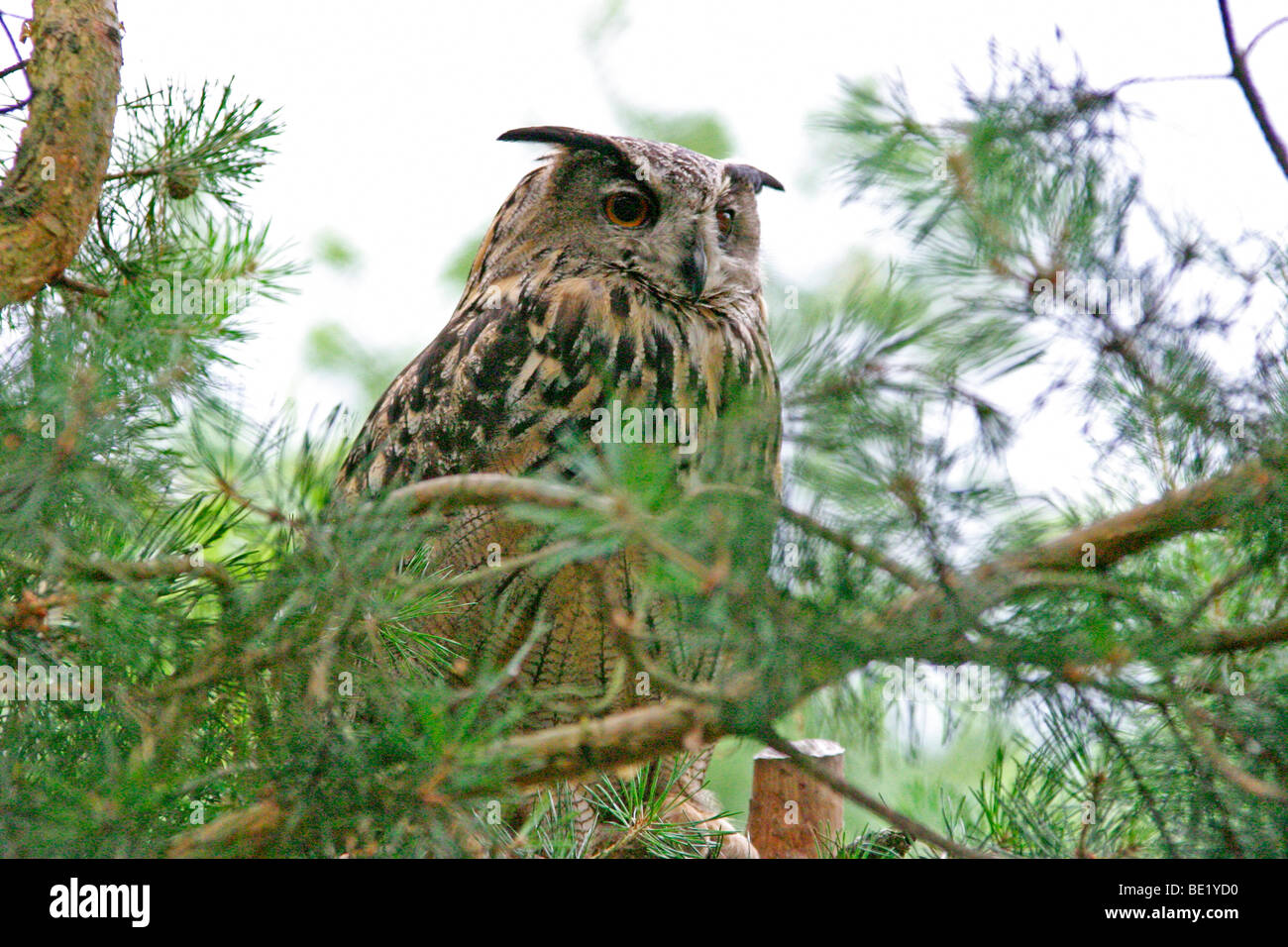 owl sitting in a tree Stock Photo - Alamy