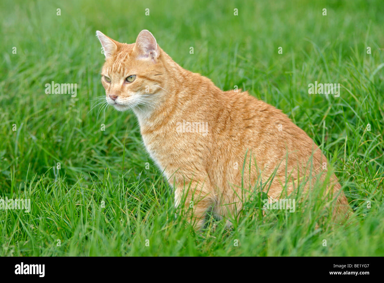 domestic cat sitting in a meadow Stock Photo - Alamy