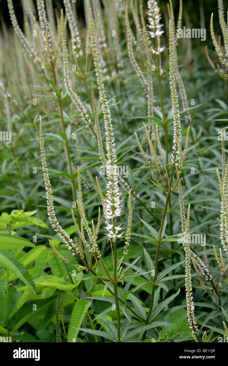 Culver's Root, Culver's-root, Culverpsyic, Culver's Physic, Bowman's ...