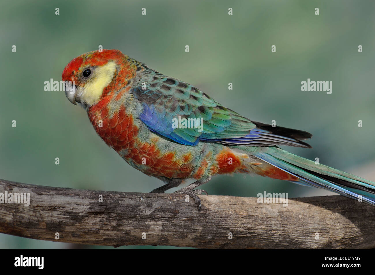 Yellow rosella hi-res stock photography and images - Alamy