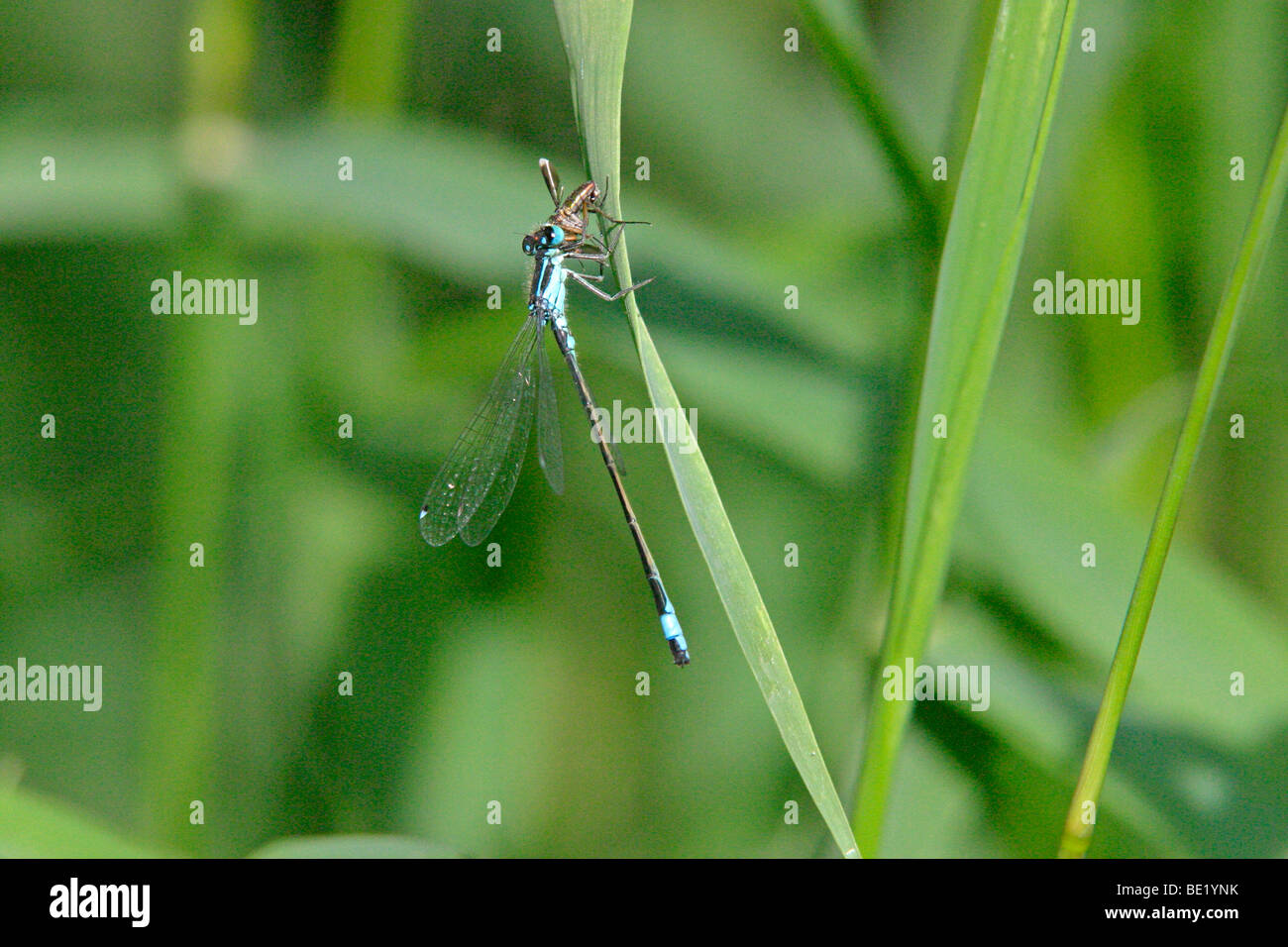 damselfly eating an insect Stock Photo - Alamy