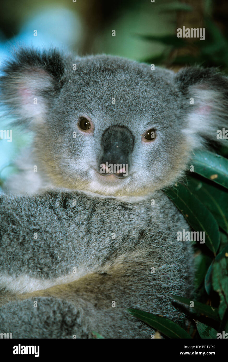 Koala, (Phascolarctos cinereus), marsupial, Blue Mountains, NSW ...