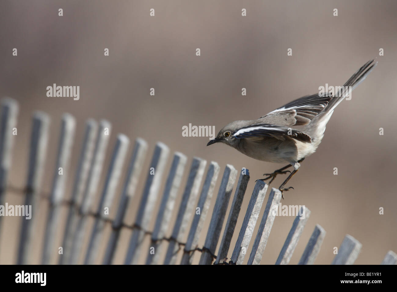 Northern mockingbird new york hi-res stock photography and images - Alamy