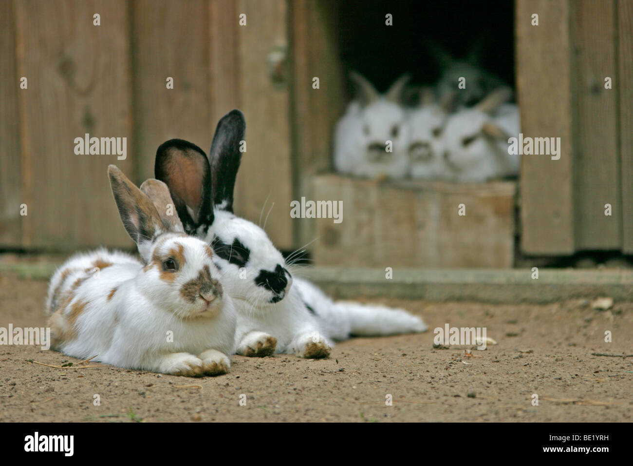 Rabbits rabbit cub hi-res stock photography and images - Alamy