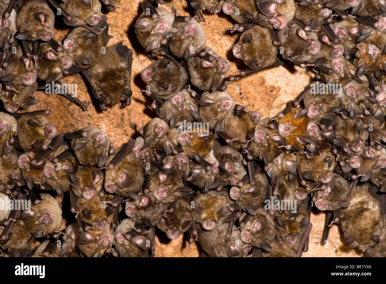 Great Eastern Horseshoe Bats Rhinolophus luctus Bandhavgarh National ...