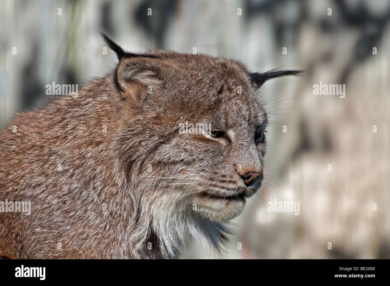 Lynx canadensis canadian lynx hi-res stock photography and images - Alamy