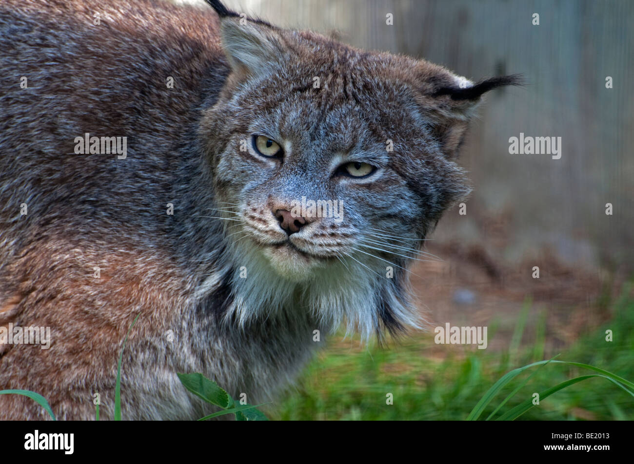Close-up of a Canadian Lynx Stock Photo - Alamy