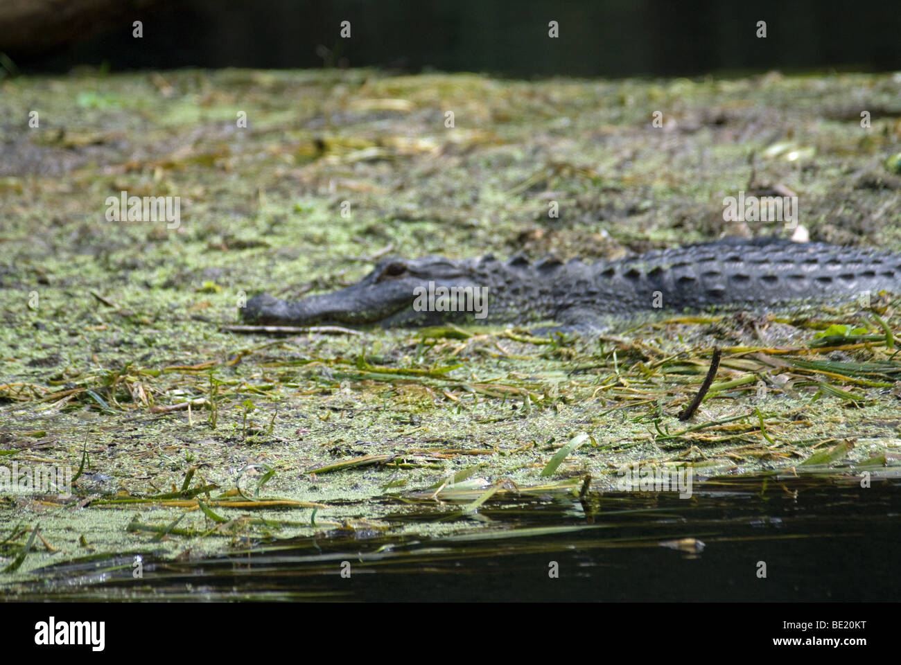 Mat of wild grass hi-res stock photography and images - Alamy