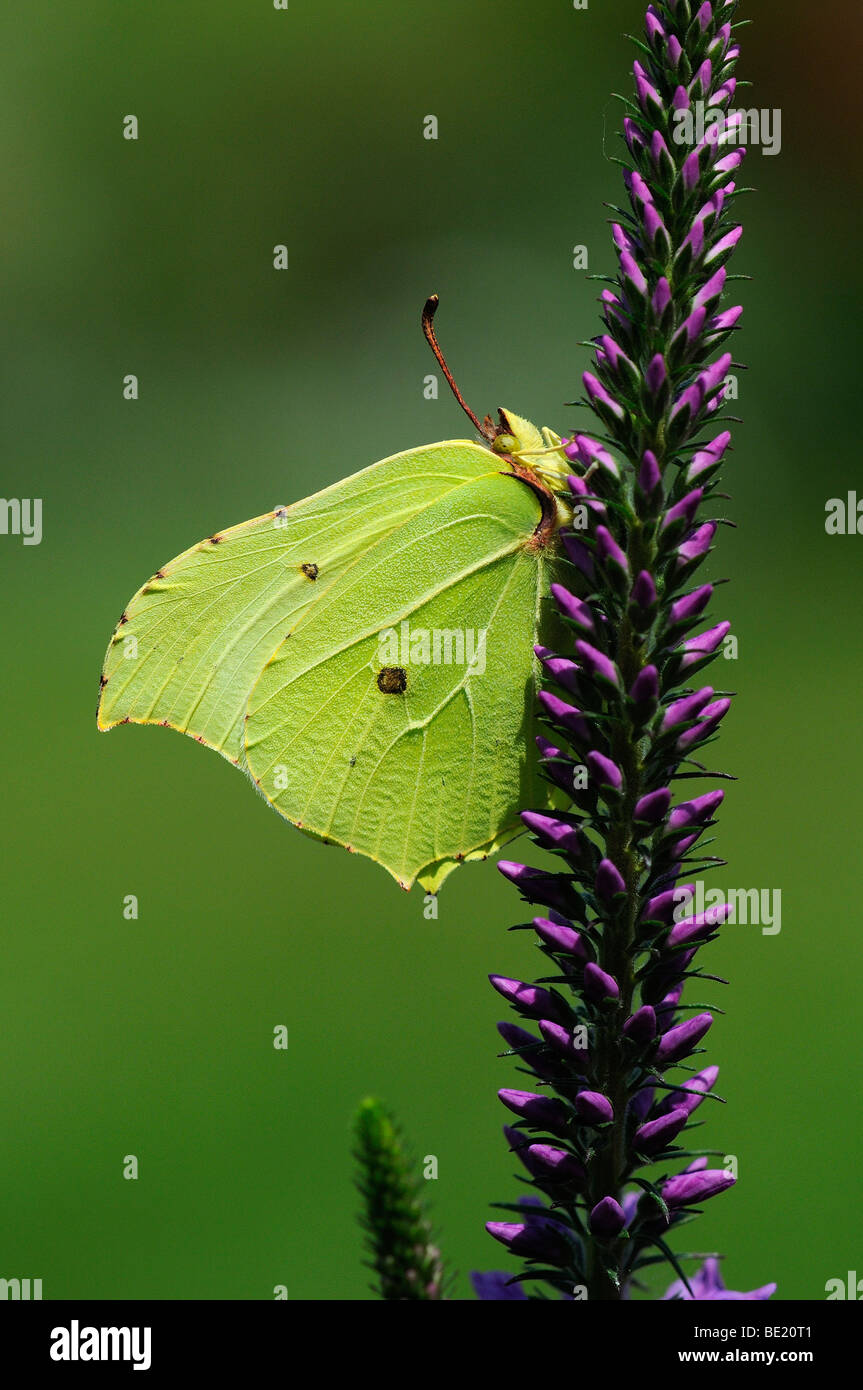 Yellow butterfly brimstone sulphur hi-res stock photography and images ...
