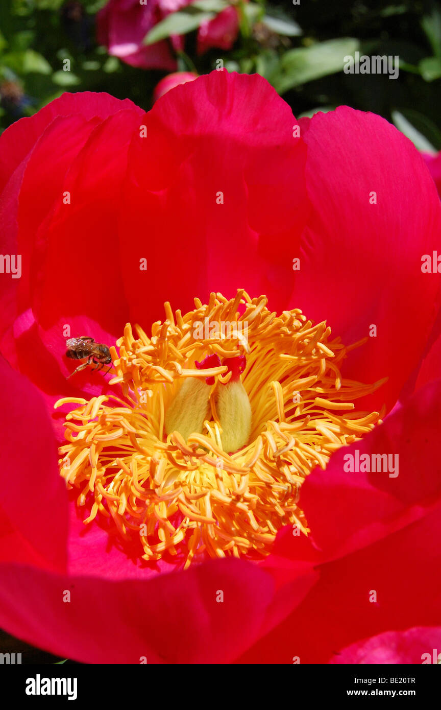 Paeony flowers hi-res stock photography and images - Alamy