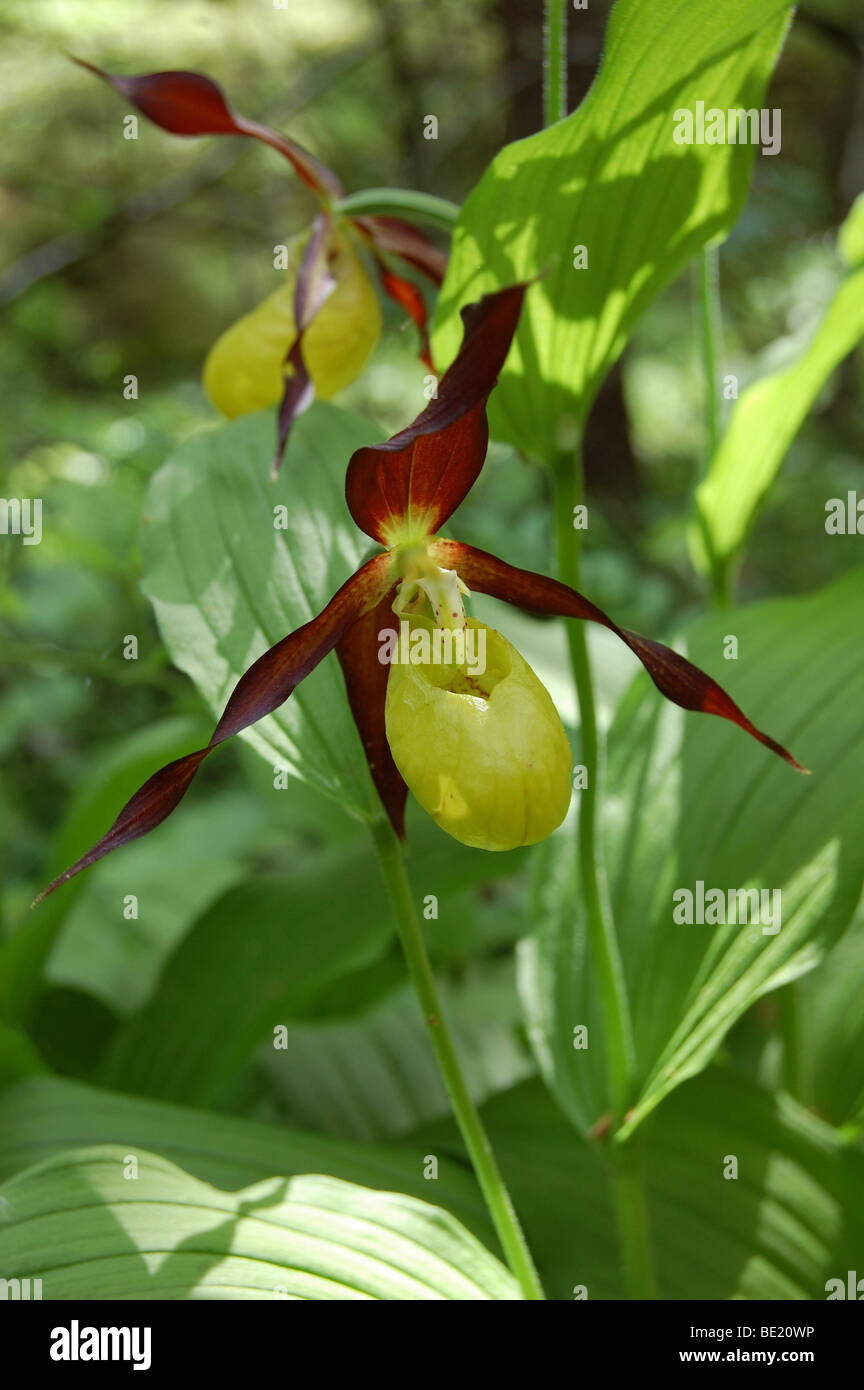 ladies slipper orchid in the wild Stock Photo - Alamy