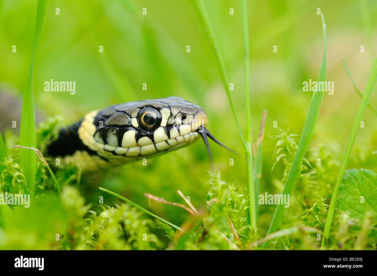 Grass Snake (Natrix natrix) young hatchling in grass, Oxfordshire, UK ...