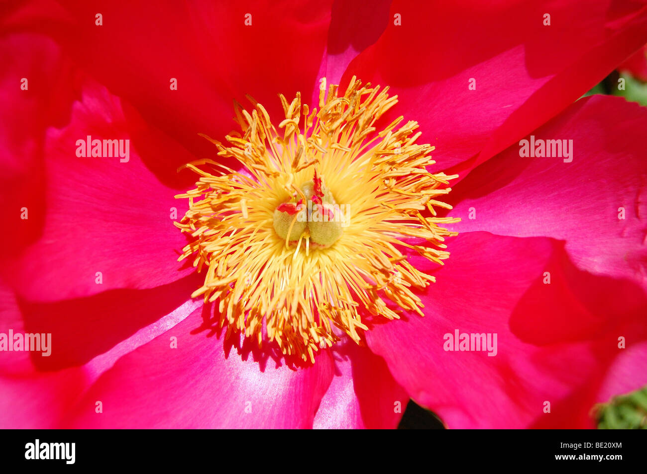 Paeony stamen hi-res stock photography and images - Alamy