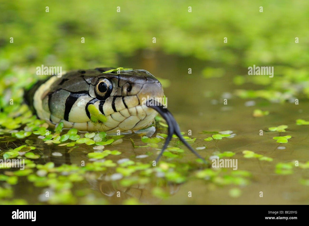 Grass Snake (Natrix natrix) head raised above water, Oxfordshire, UK ...