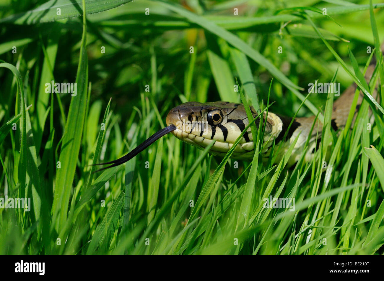 Grass Snake (Natrix natrix) close-up, slithering through grass, tongue out, Oxfordshire Stock ...