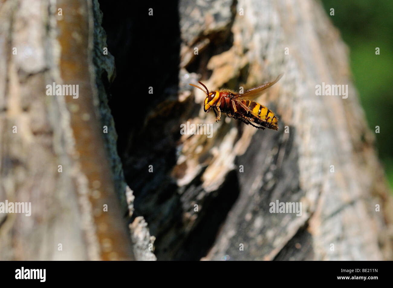 Flying hornet insect hi-res stock photography and images - Alamy