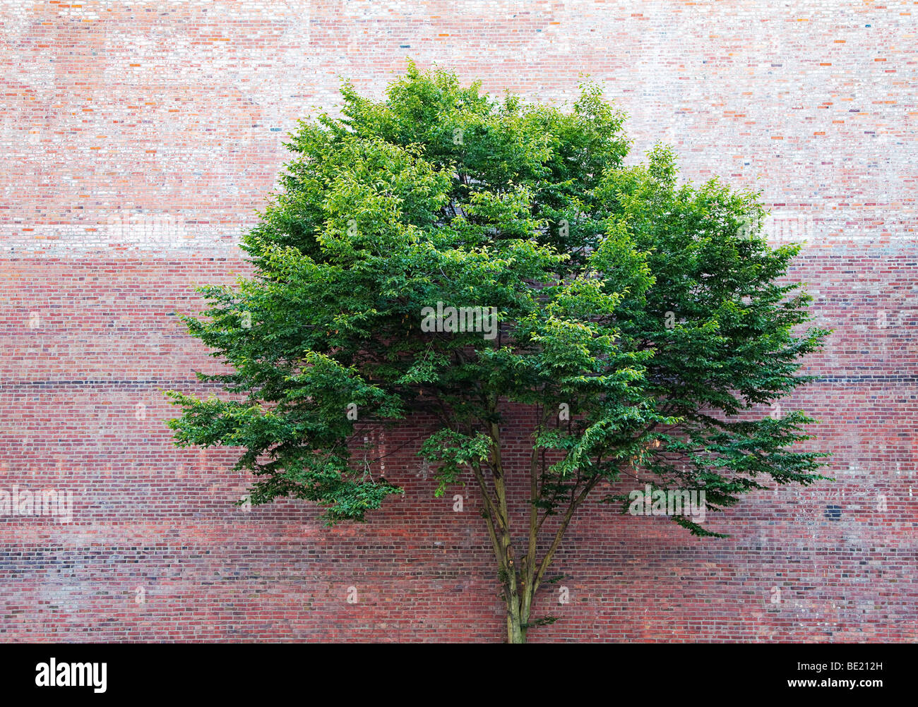 tree in front of wall Stock Photo - Alamy