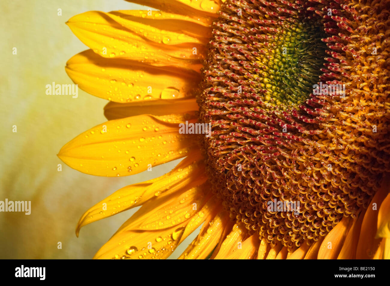 A sunflower with water droplets partially concealed on the right side ...