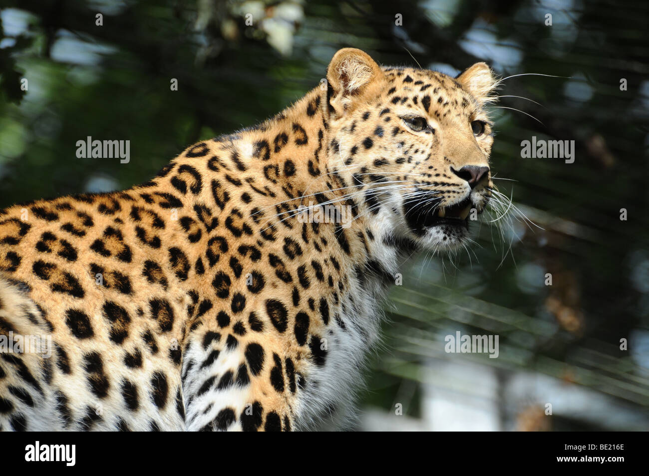 Female Amur leopard Stock Photo - Alamy