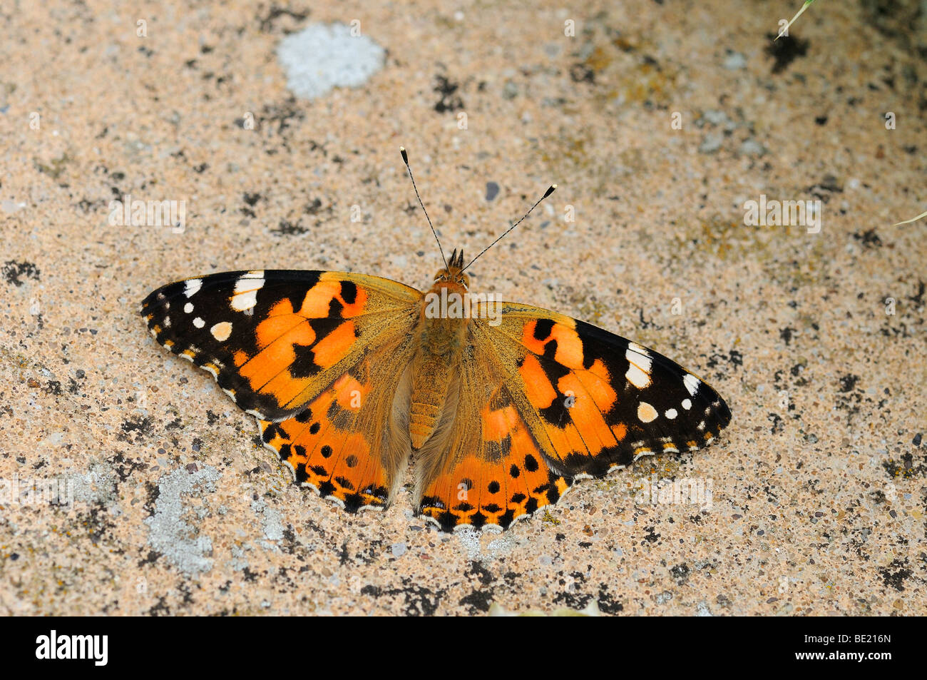 Wings painted on wall hi-res stock photography and images - Alamy