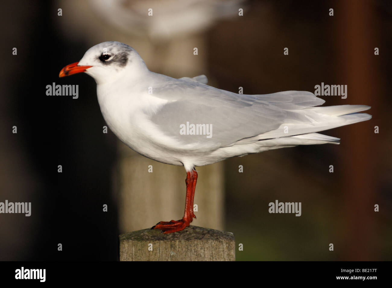 MEDITERRANEAN GULL, Ichthyaetus melanocephalus, in winter plumage Stock ...
