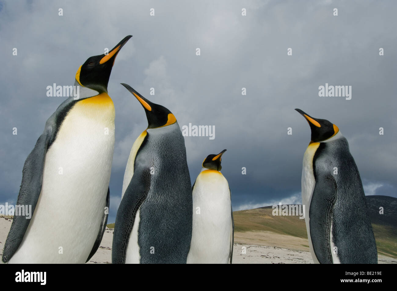 Four 4 birds hi-res stock photography and images - Alamy