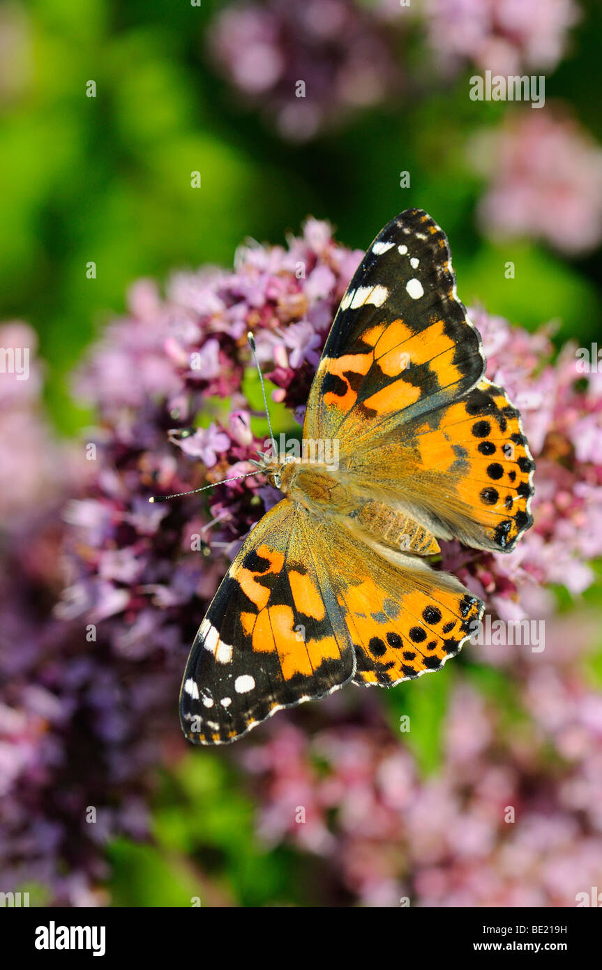 Painted lady marjoram uk hi-res stock photography and images - Alamy