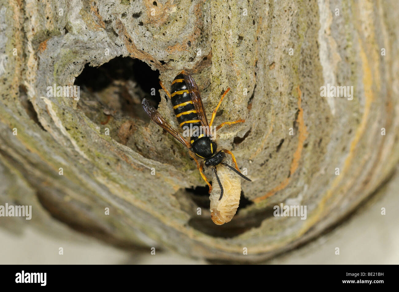 Common Wasp (Vespa vulgaris) removing pupa from nest, Oxfordshire Stock ...