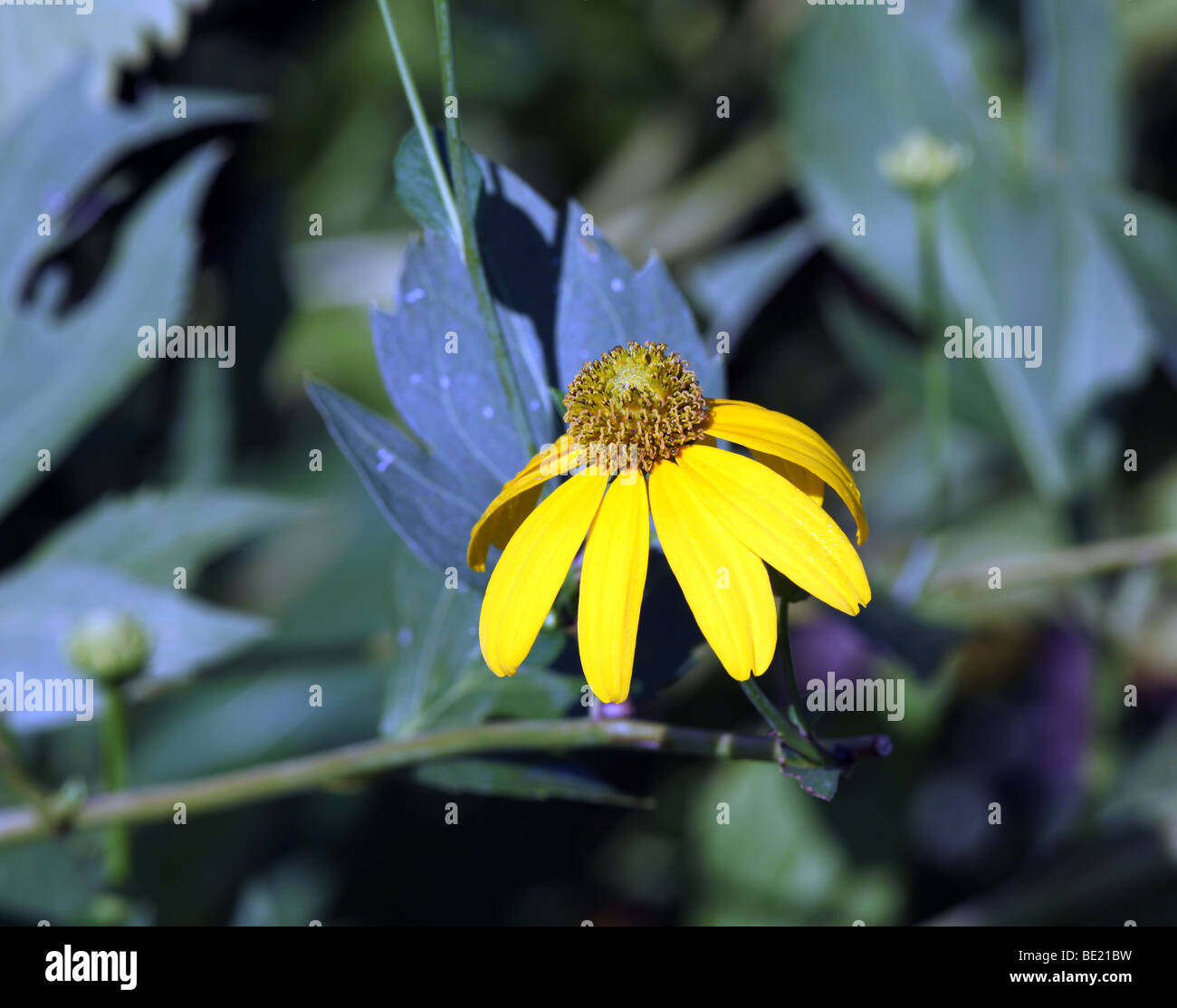 Yellow coneflower with large leaf Echinacea Stock Photo - Alamy